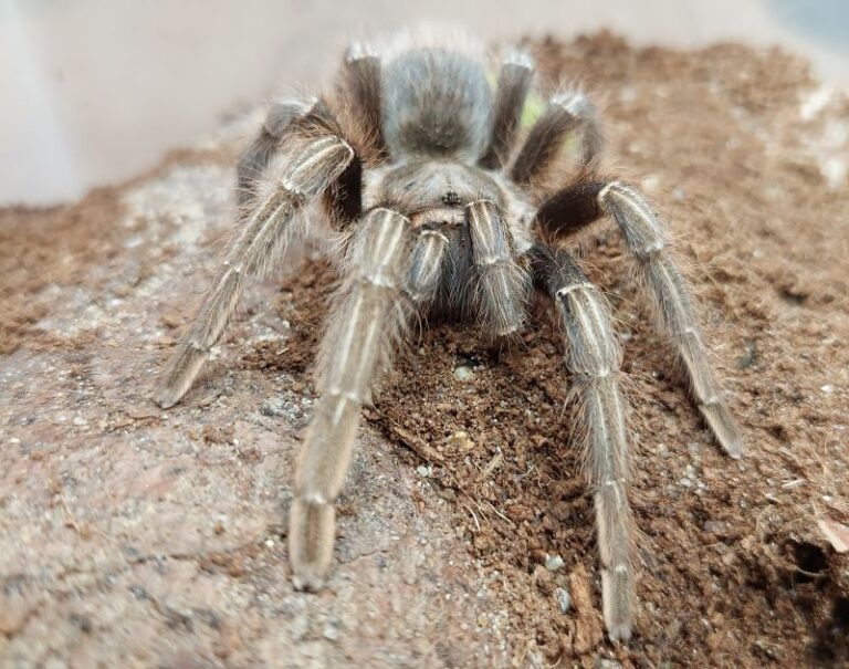 Aphonopelma seemani – TeraNiMaL
