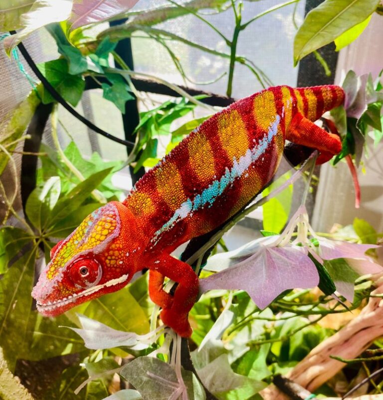 Fucifer pardalis - TeraNiMaL