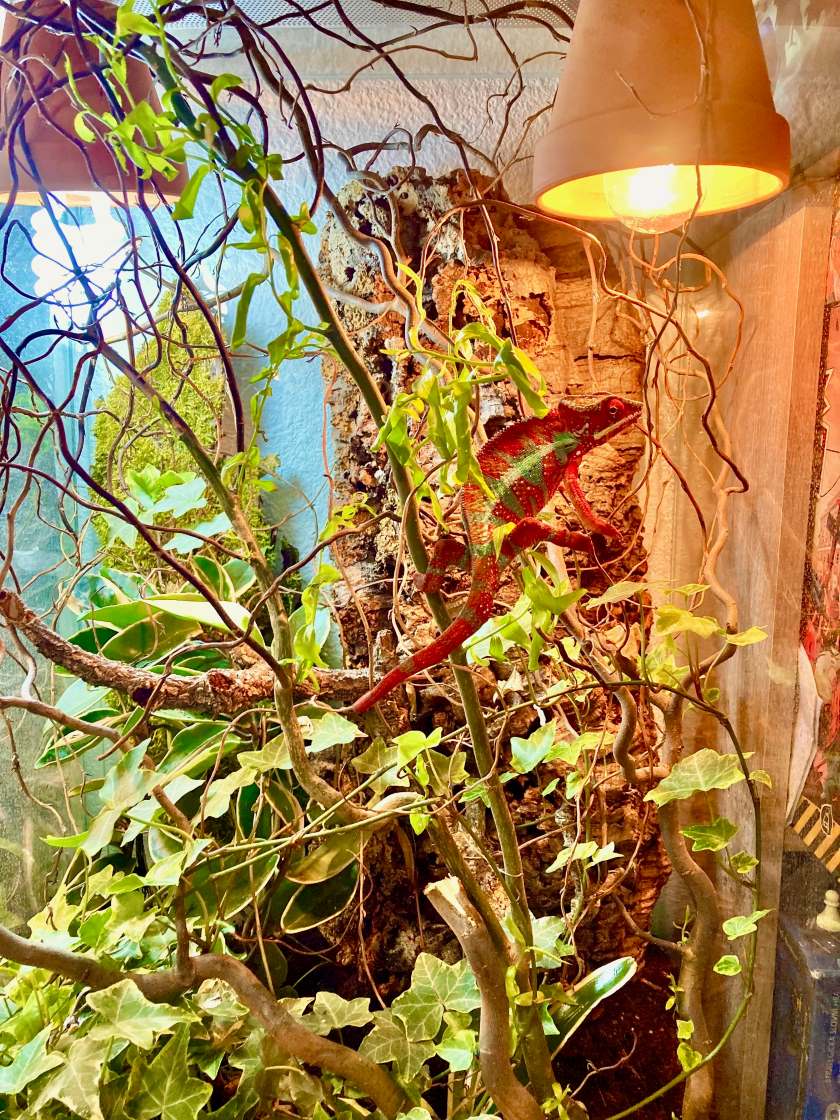 Terarium Furcifer pardalis - TeraNiMaL