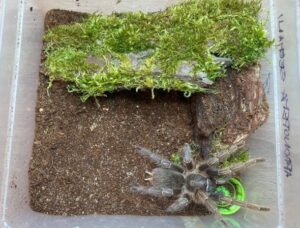 Terarium Aphonopelma seemani - TeraNiMaL